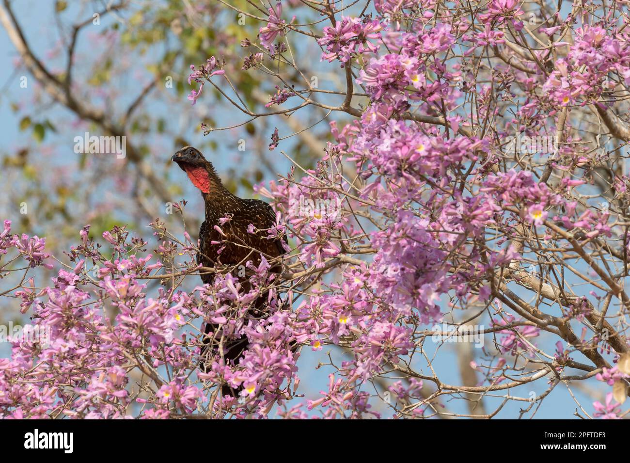 Chestnut-bellied guan (Penelope ochrogaster) in a flowering pink ipe ...