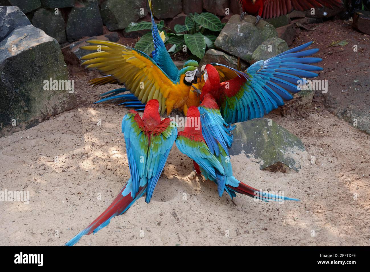 Fighting red-green blue and yellow macaw (Ara red-and-green macaw (Ara chloropterus) and blue ...