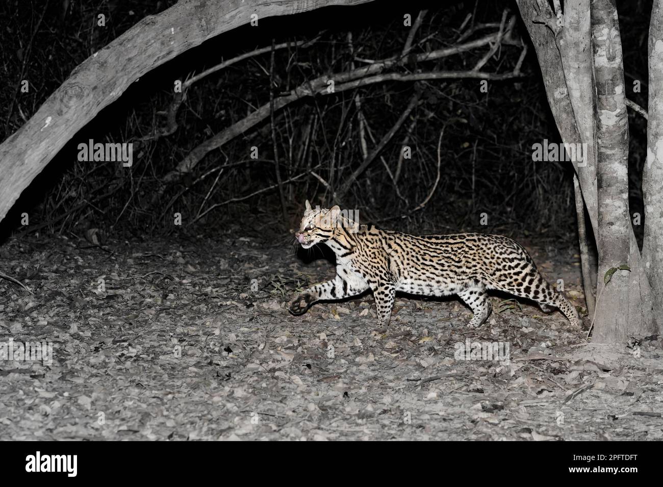 Ocelot (Leopardus pardalis) at night, Pantanal, Mato Grosso, Brazil ...
