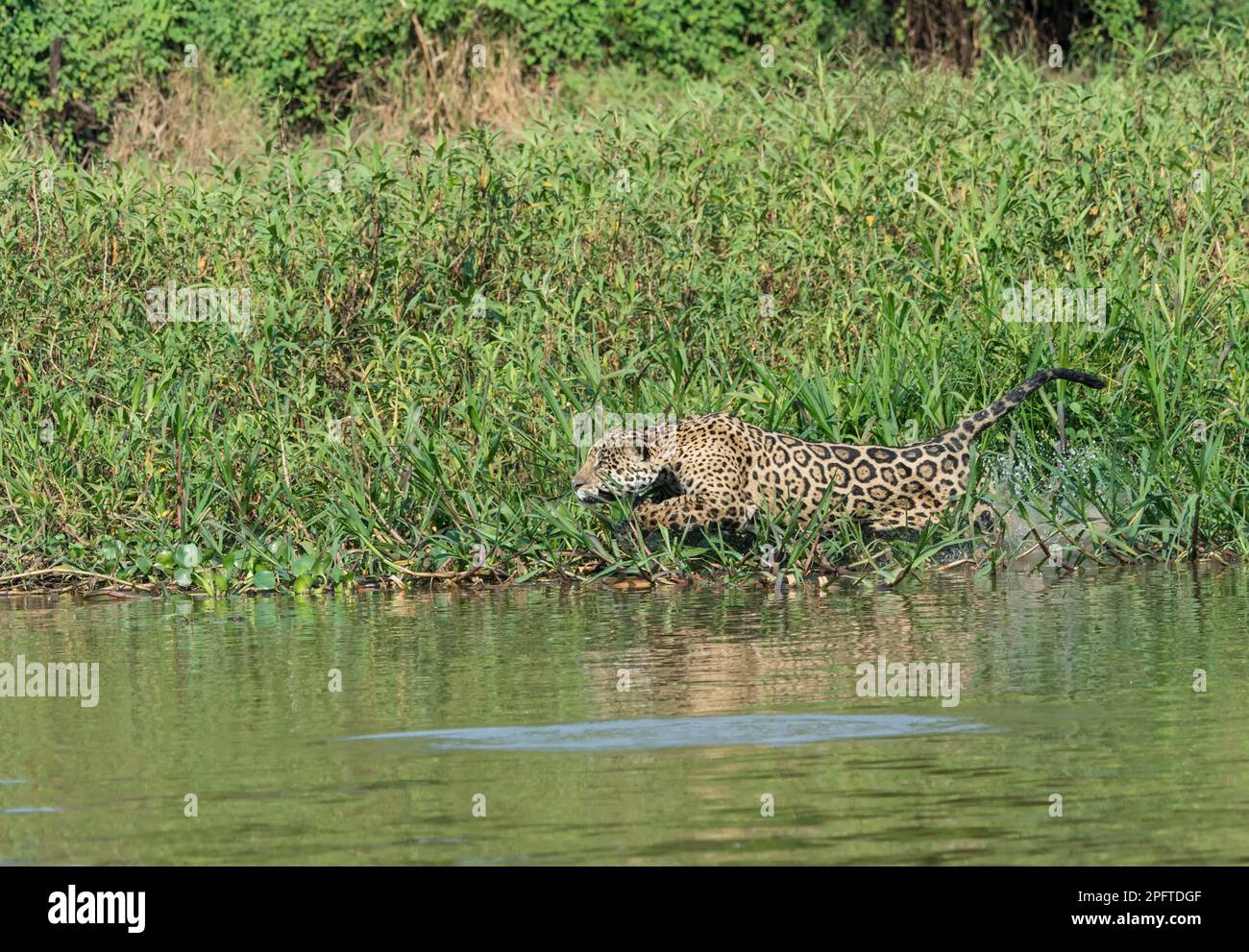 Male jaguar (Panthera onca), running and hunting, Cuiaba River ...