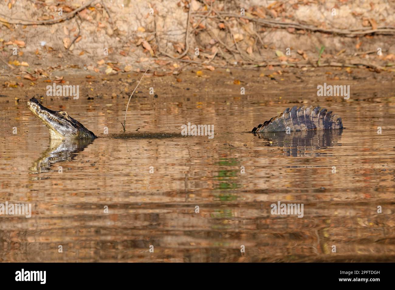 Yacare caiman courtship hi-res stock photography and images - Alamy