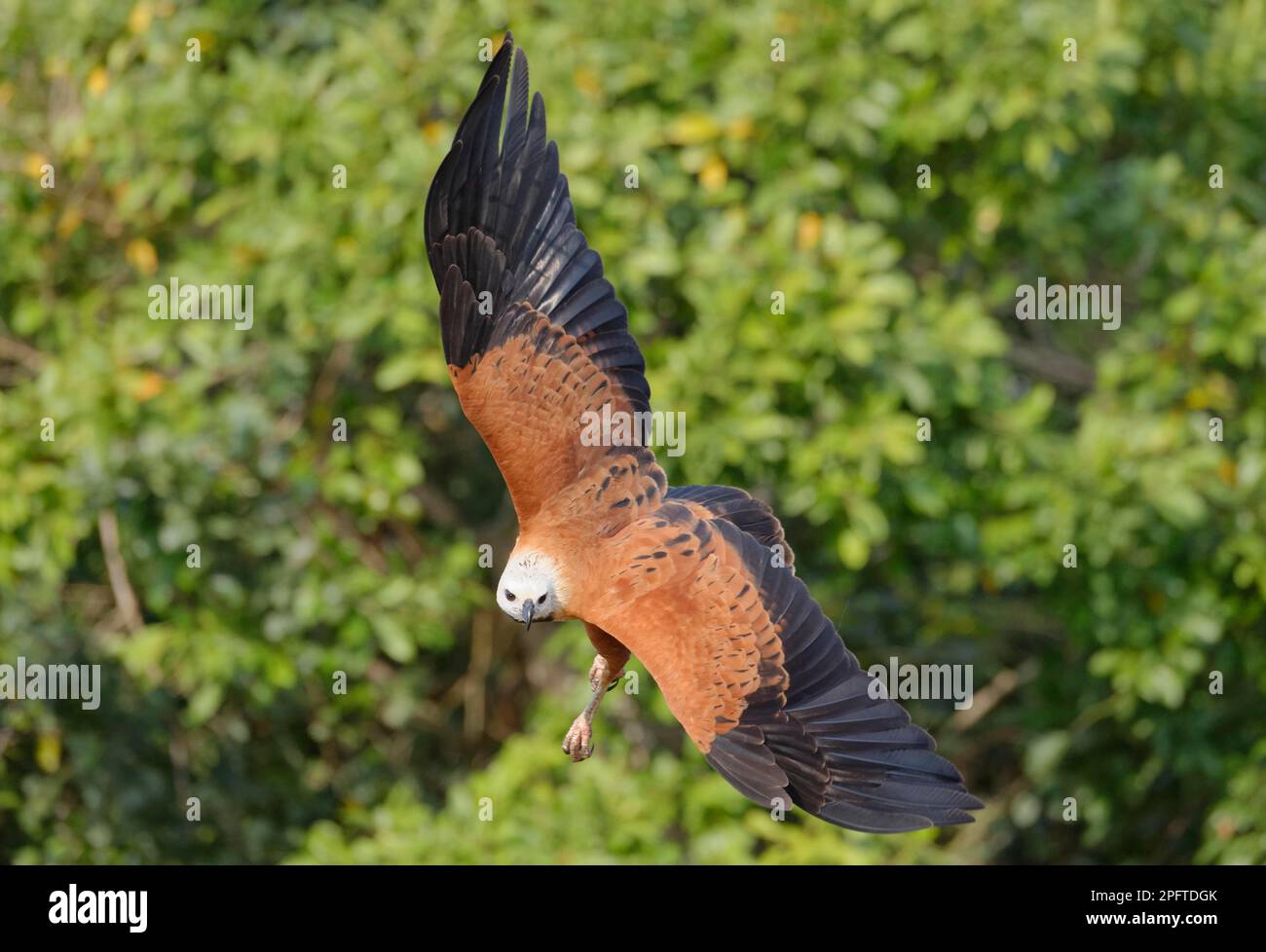 Black-collared Hawk (Busarellus nigricollis) in flight, Pantanal, Mato ...