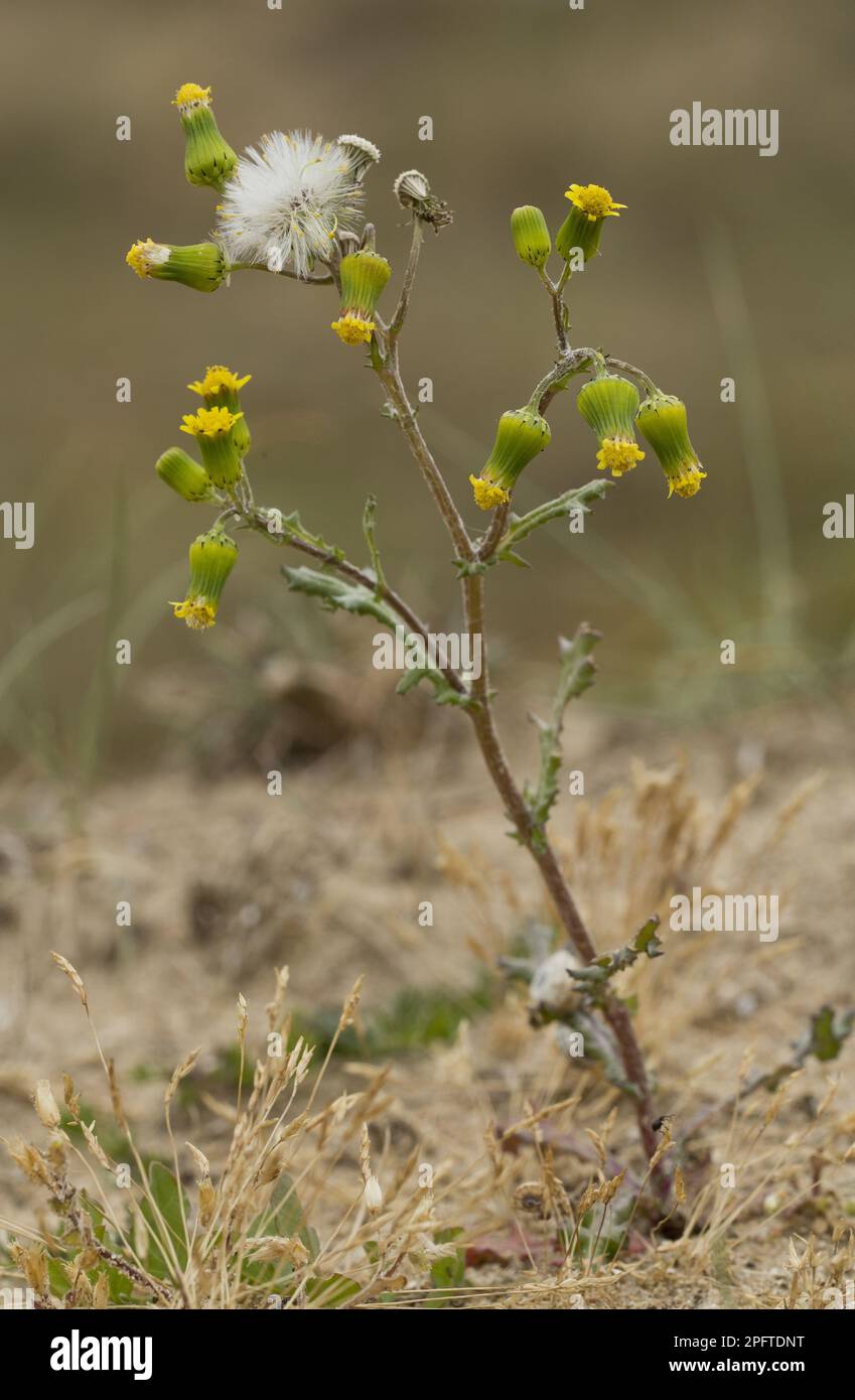 Groundsel (Senecio vulgaris), Common ragwort, Common ragwort ...