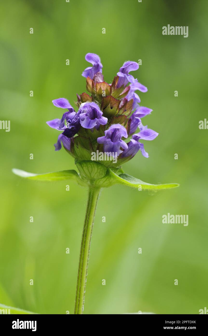 Little Brownelle, common selfheal (Prunella vulgaris) Brownelle. Common ...