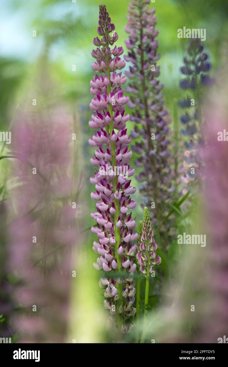 Cultivated Lupin (Lupinus sp.) flowering, Sweden Stock Photo - Alamy