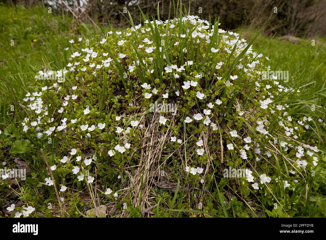 Slender speedwell (Veronica filiformis), plantain family, Slender ...