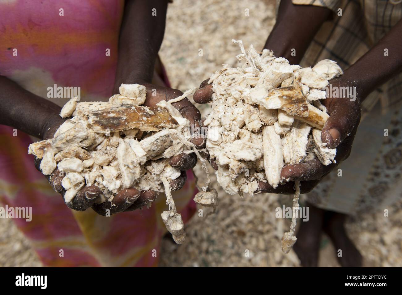 Cassava Manihot Sp Women Holding Dried Cassava Staple Part Of Diet