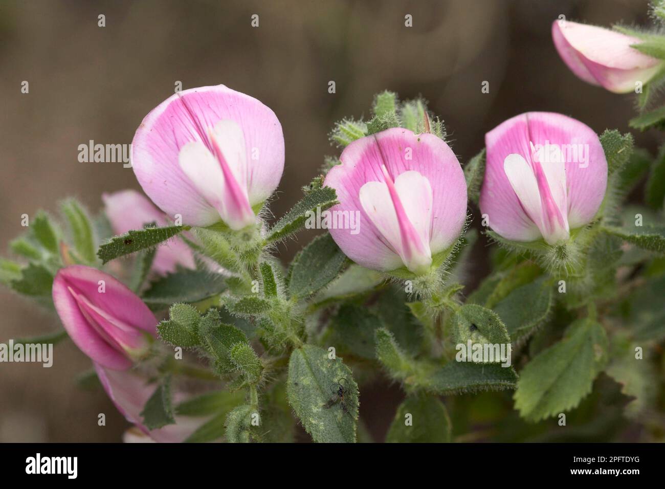 Common common restharrow (Ononis repens) close-up of flowers growing on ...