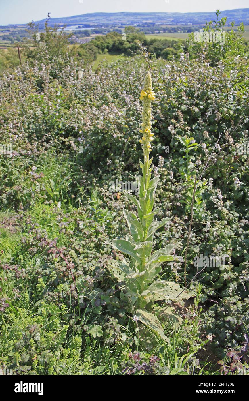 Great Mullein (Verbascum thapsus) flowering, growing on chalk downland, Arreton Down, Arreton ...