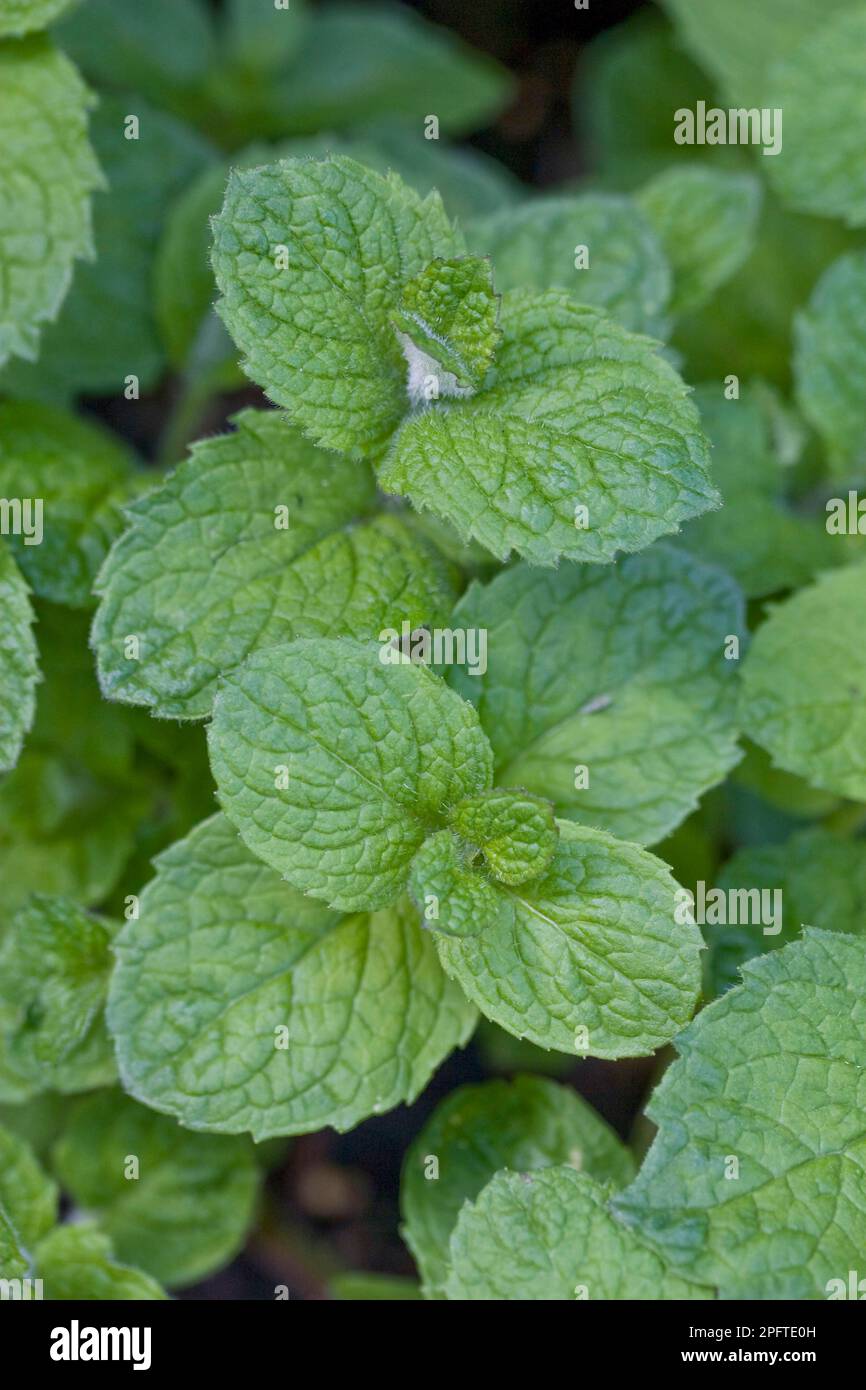 Apple mint (Mentha suaveolens), Apple mint, labiates, Apple mint close ...