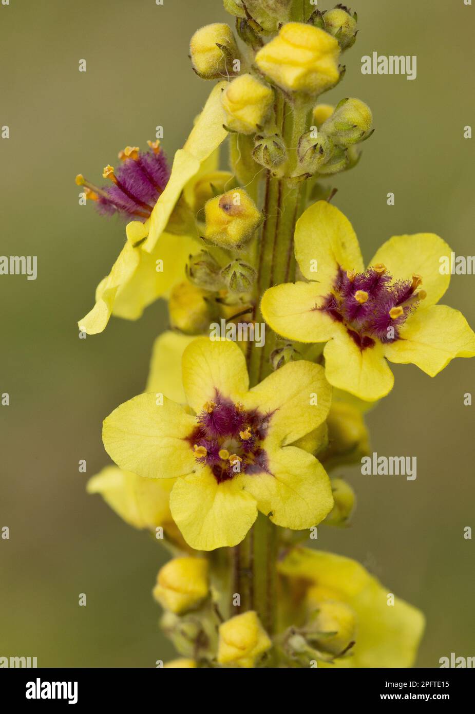 Dark mullein (Verbascum nigrum), Dark mullein close-up of French Alps ...