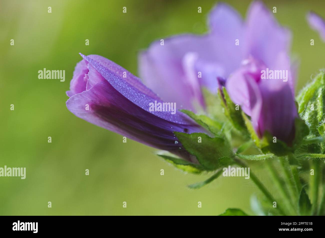 Common common mallow (Malva sylvestris) close-up of unopened flowers ...
