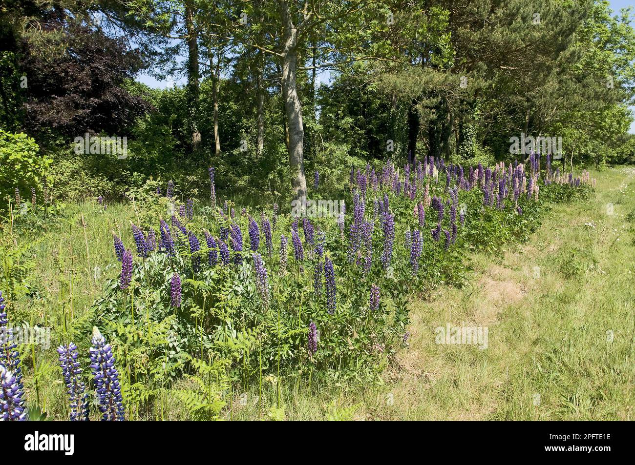 Cultivated lupine (Lupinus sp.) naturalised, flowering mass, growing by ...