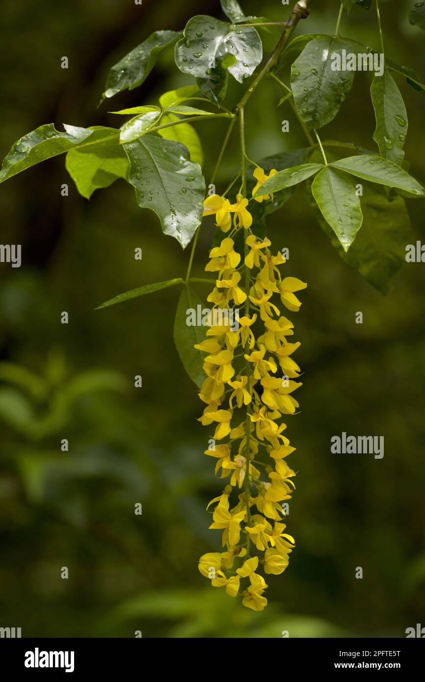 Alpine Laburnum (Laburnum alpinum) close-up of flowers, Julian Alps ...