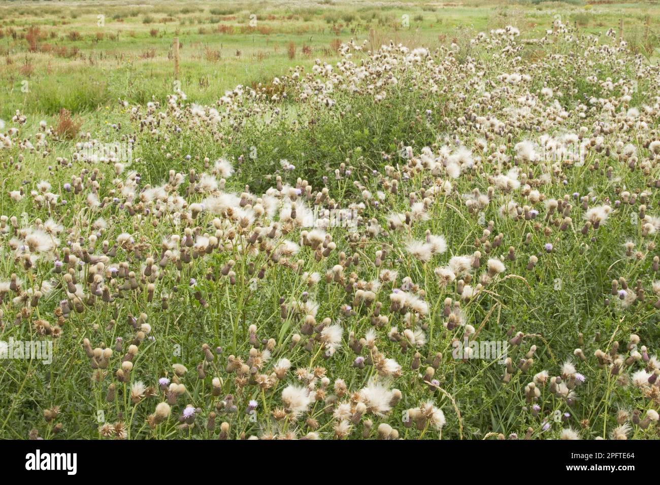 Mass of creeping thistle (Cirsium arvense) seedlings, Rainham Marshes ...