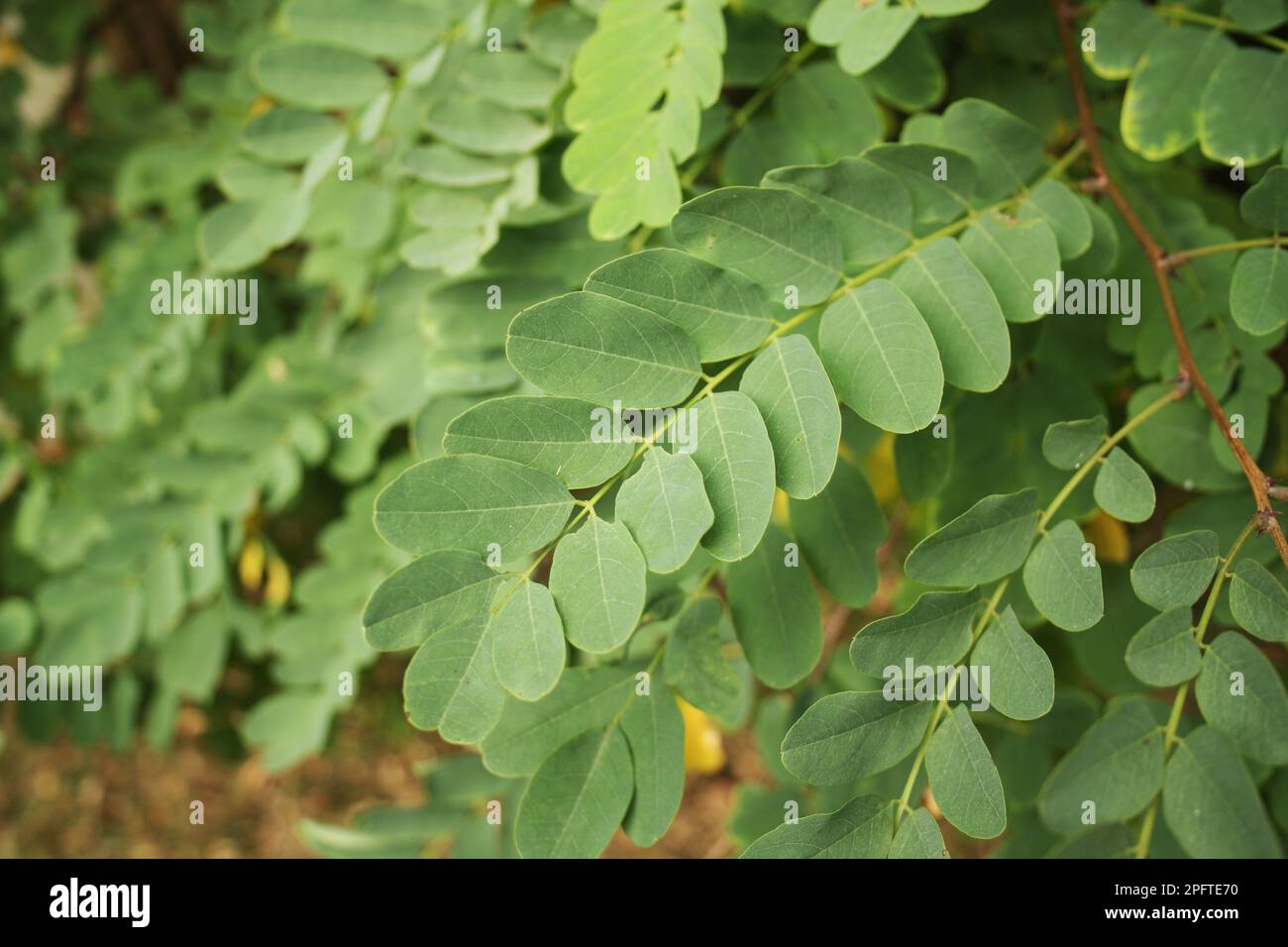 Black locust (Robinia pseudoacacia), False Acacia, Common Scotchthorn ... Black locust (Robinia pseudoacacia), False Acacia, Common Scotchthorn ...