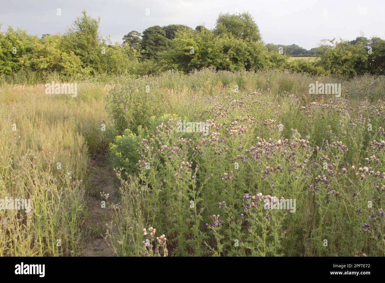 Creeping thistle corner hi-res stock photography and images - Alamy