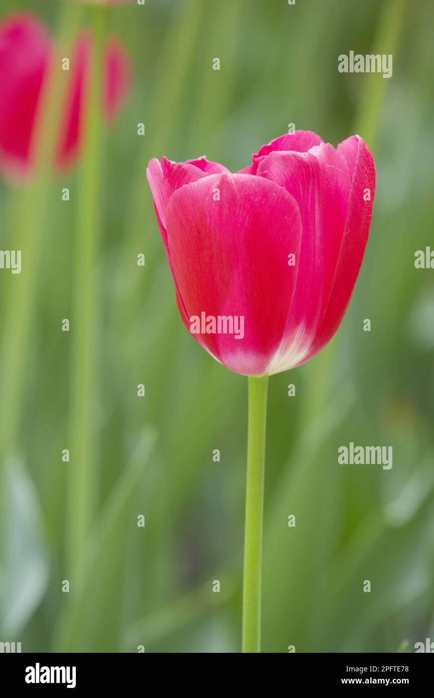 Tulip (Tulipa sp.) 'The Cure', flowering, Keukenhof Gardens, South ...