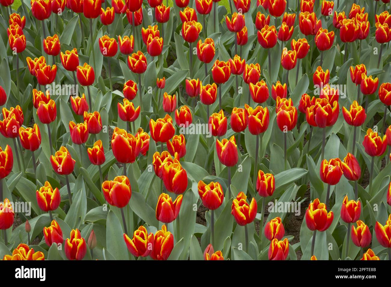 Tulip (Tulipa sp.) 'King's Mantle', flowering, Keukenhof Gardens, South ...