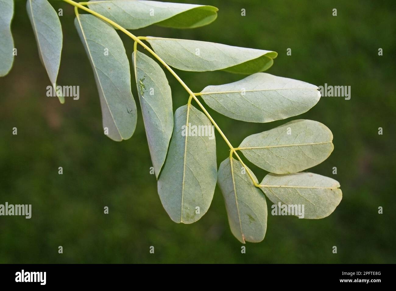 Black locust (Robinia pseudoacacia), False Acacia, Common Scotchthorn ... Black locust (Robinia pseudoacacia), False Acacia, Common Scotchthorn ...
