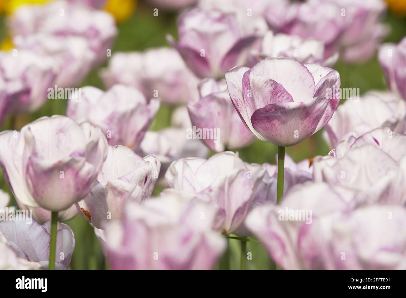 Tulip (Tulipa sp.) 'Shirley', flowering, Keukenhof Gardens, South ...