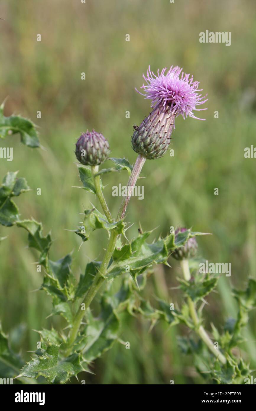 Creeping Thistle (Cirsium arvense), Creeping Thistle (Compositae ...