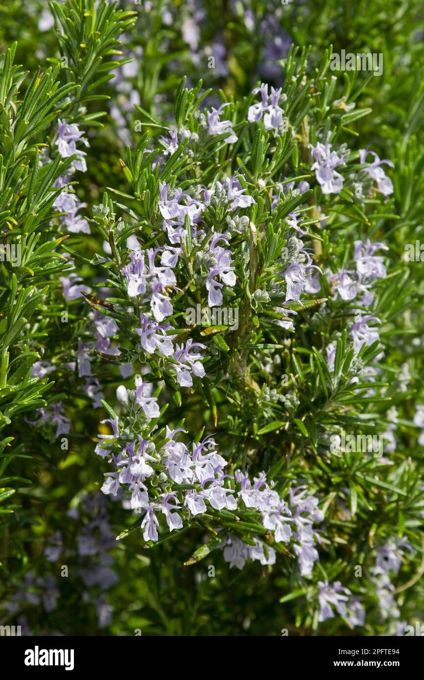 Rosemary (Rosmarinus officinalis) flowers, growing in herb garden ...