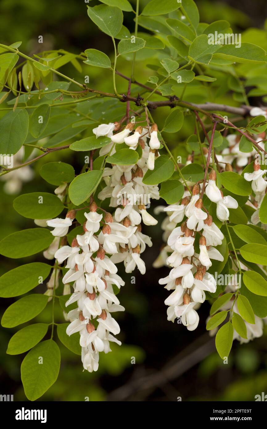 False Acacia (Robinia pseudoacacia) introduced naturalised species ...