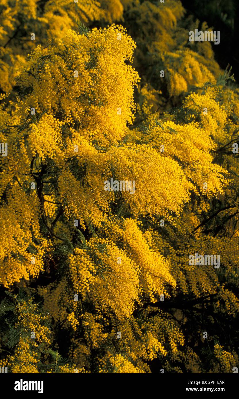 Silver Acacia, Silver Acacia, silver wattle (Acacia dealbata ...