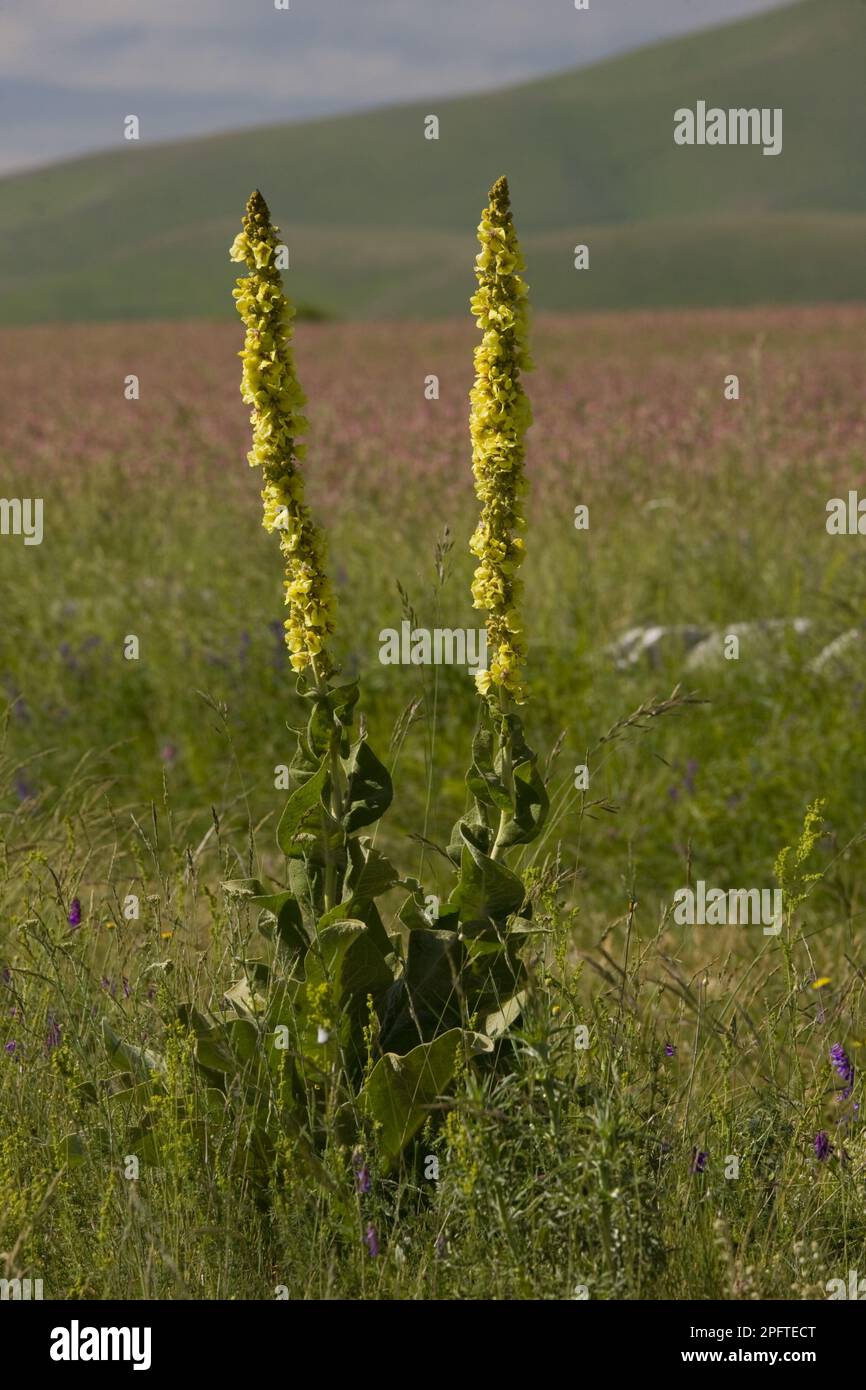 Felt mullein, orange mullein (Verbascum phlomoides), windlight mullein ...