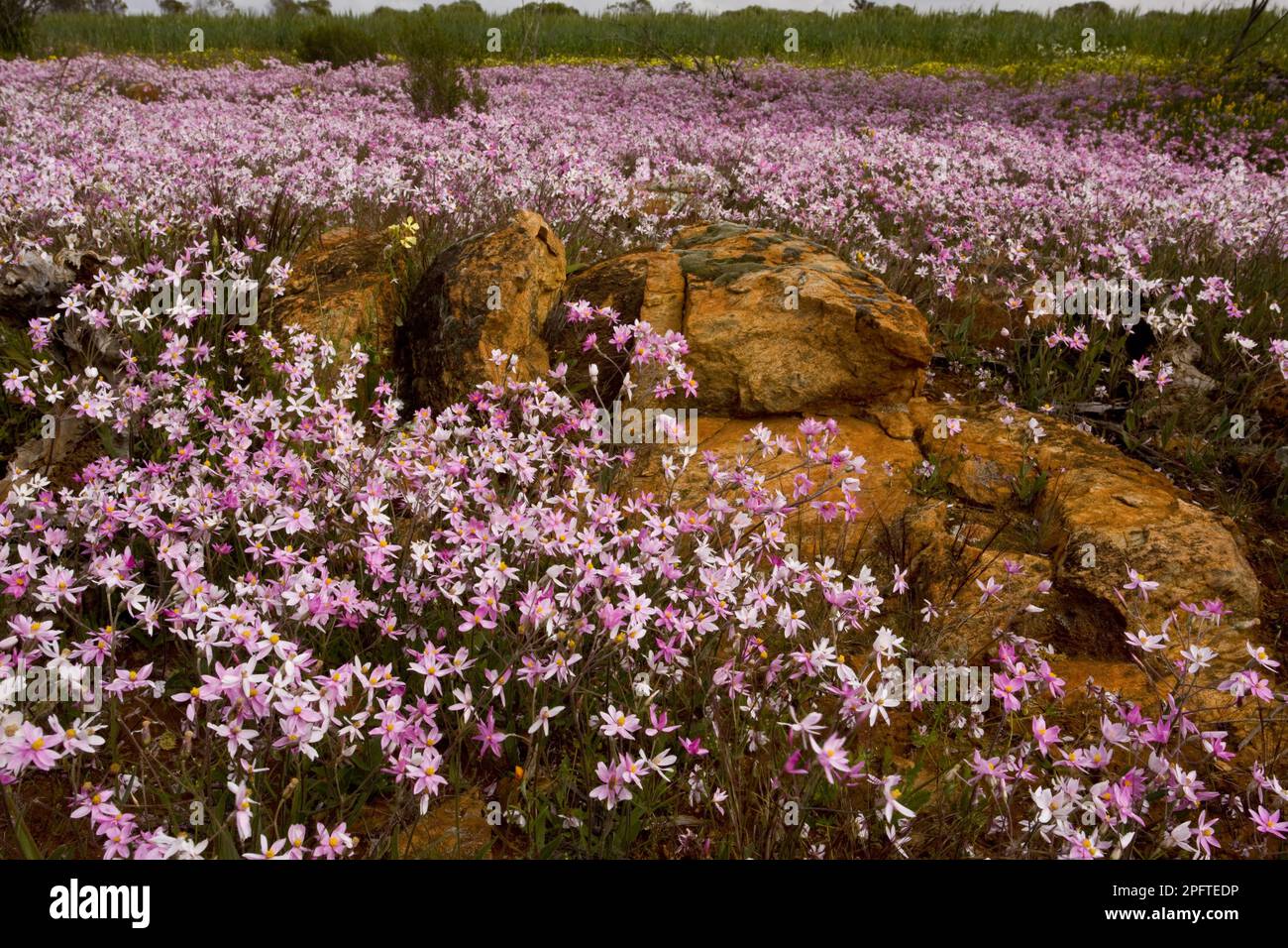 Pink Everlasting (Schoenia cassiniana) Mass flowering, on rocky outcrop ...