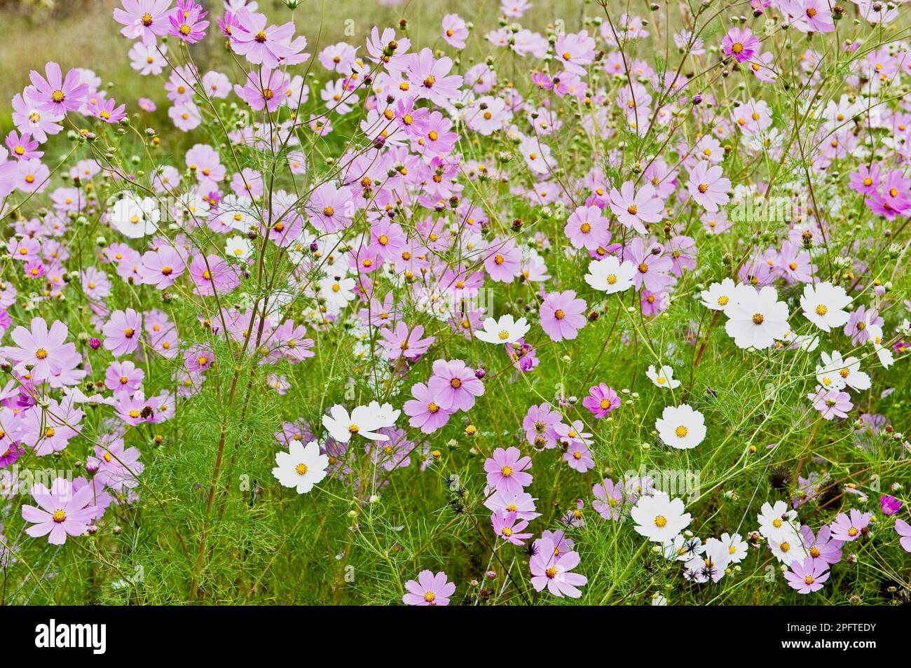 Mexican mexican aster (Cosmos bipinnatus) introduced species, flowering ...