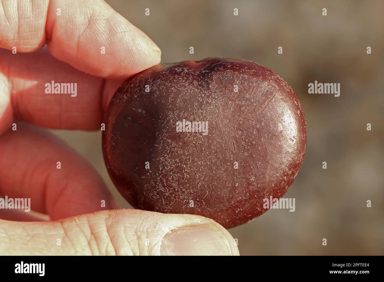 Entada gigas seed hi-res stock photography and images - Alamy