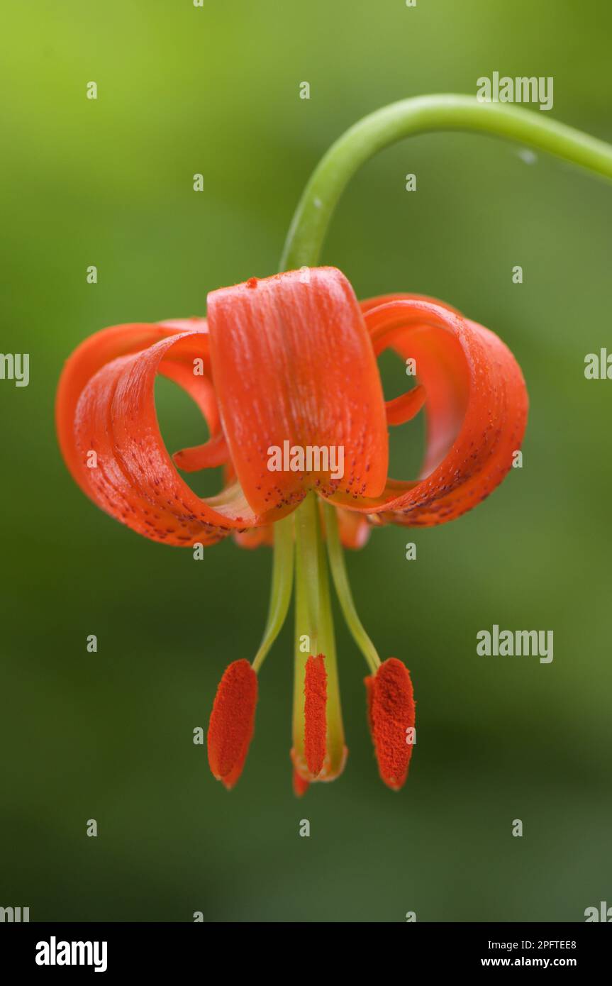 Turban lily lilium pomponium hi-res stock photography and images - Alamy