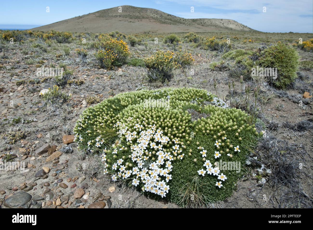 Burkartia (Burkartia lanigera) flowers, grows in coastal habitat ...