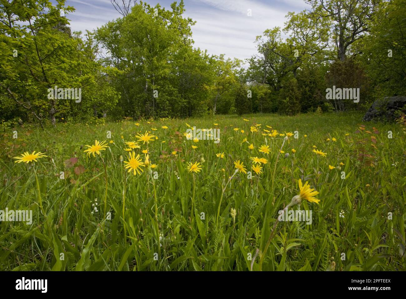 Flowering viper's-grass (Scorzonera humilis), in an old forest pasture ...