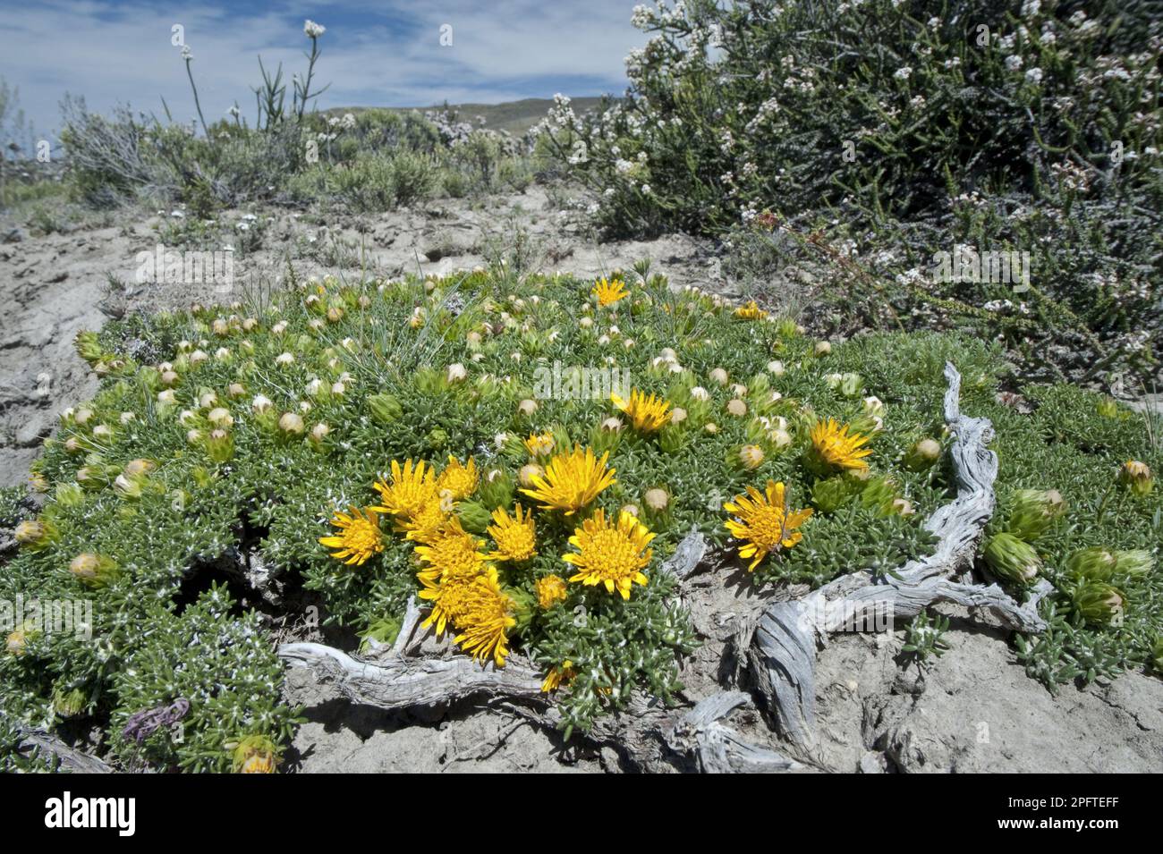 Brachyclados (Brachyclados caespitosus) flowers, grows in coastal ...