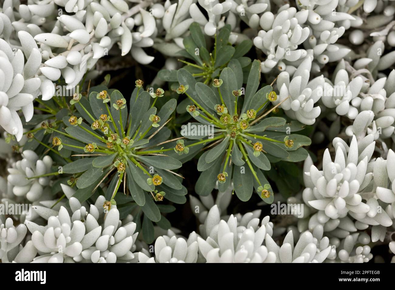 Spurge (Euphorbia multifolia) flowering, growing amongst Woolly Senecio ...