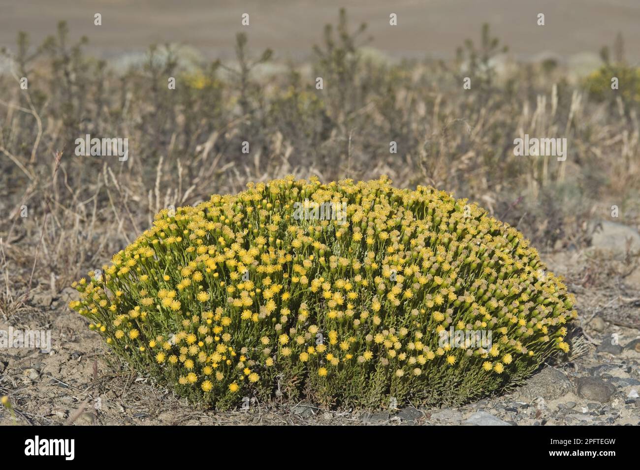 Patagonian senecio (Senecio patagonicus) flowering clump, from El ...