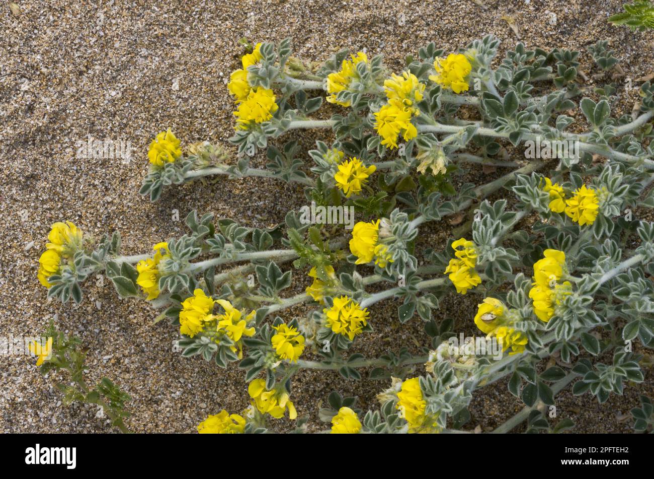 Sea Medick (Medicago marina) flowering, growing on sandy beach ...