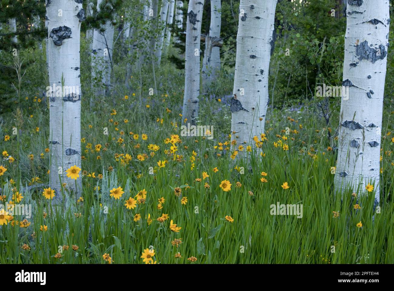 Flowers of aspen sunflower (Hyacinthella quinquenervis), with quaking ...