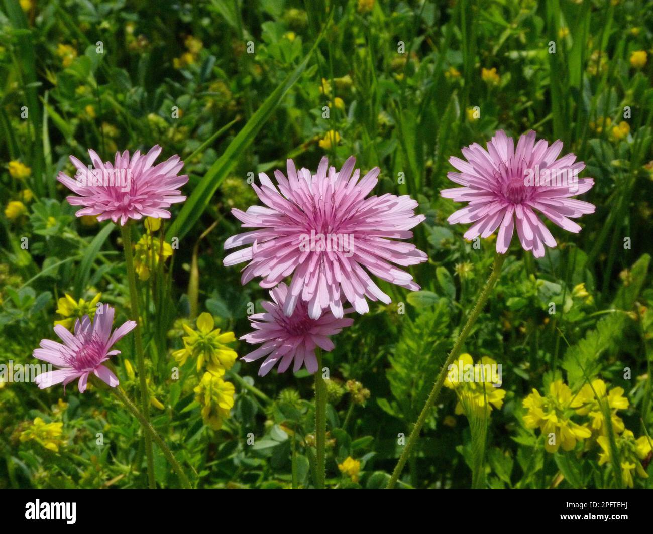 Pink hawk's beard (Crepis rubra) flowers, growing by the roadside ...