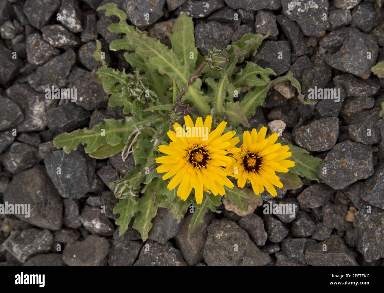 False false sowthistle (Reichardia tingitana) introduced species ...