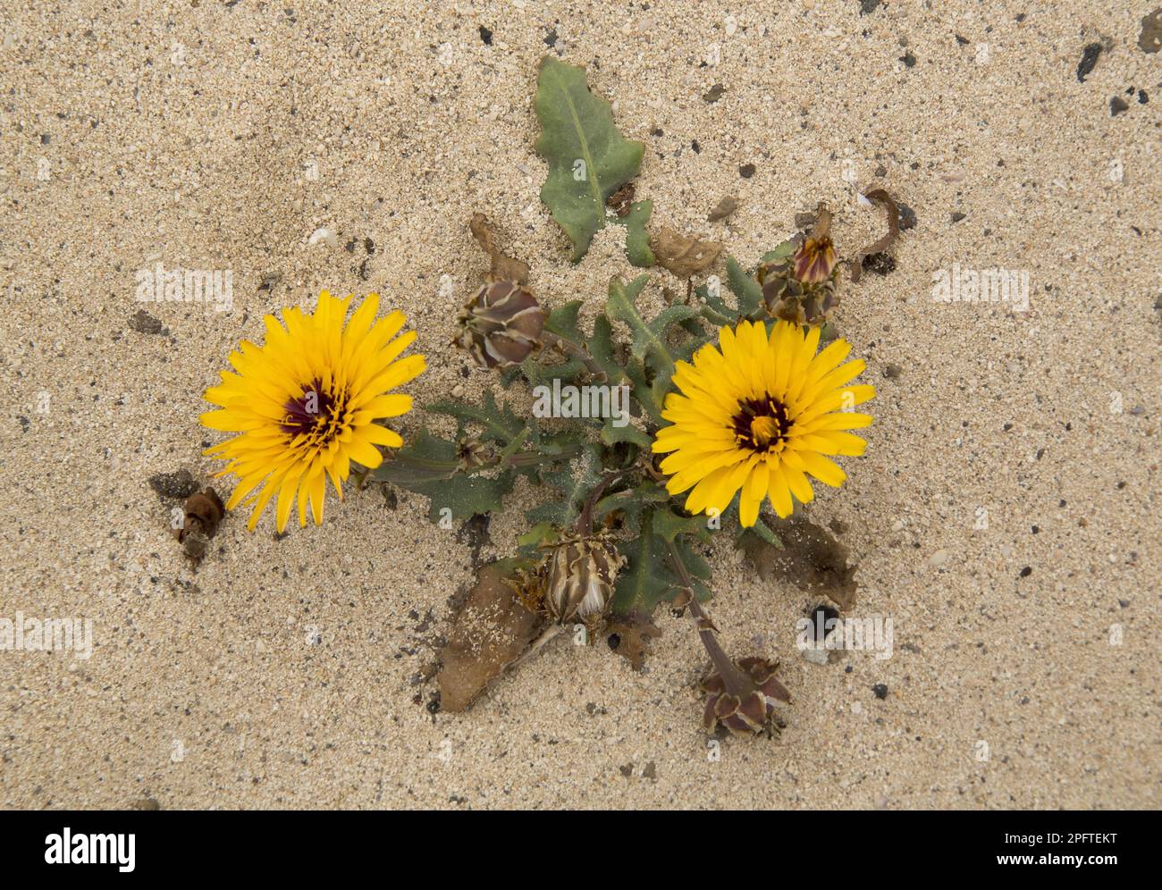 False false sowthistle (Reichardia tingitana) introduced species ...