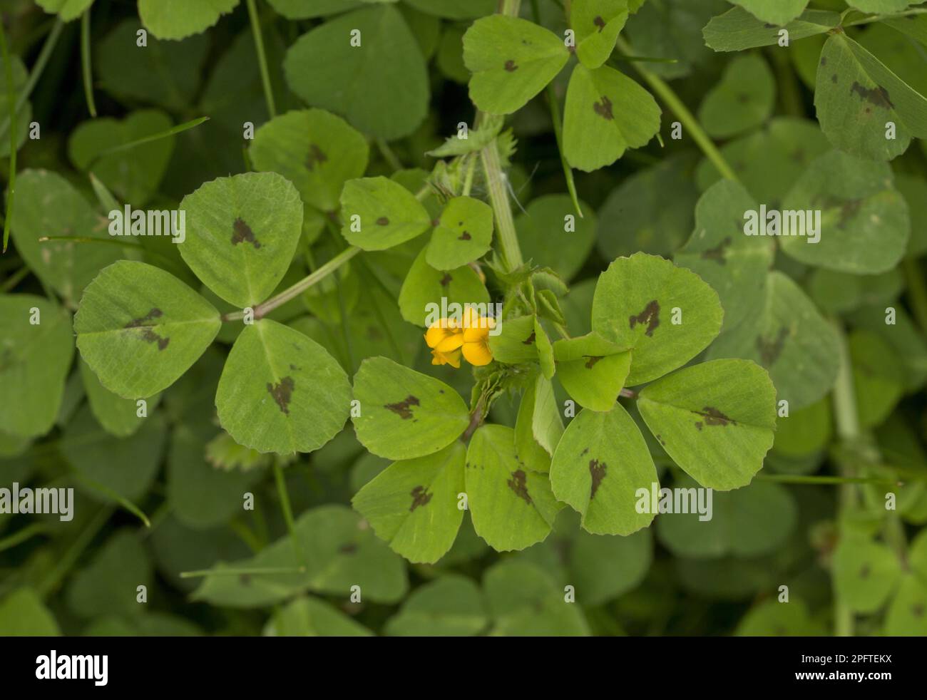 Heart clover, Spotted medick (Medicago arabica) flowering, England ...