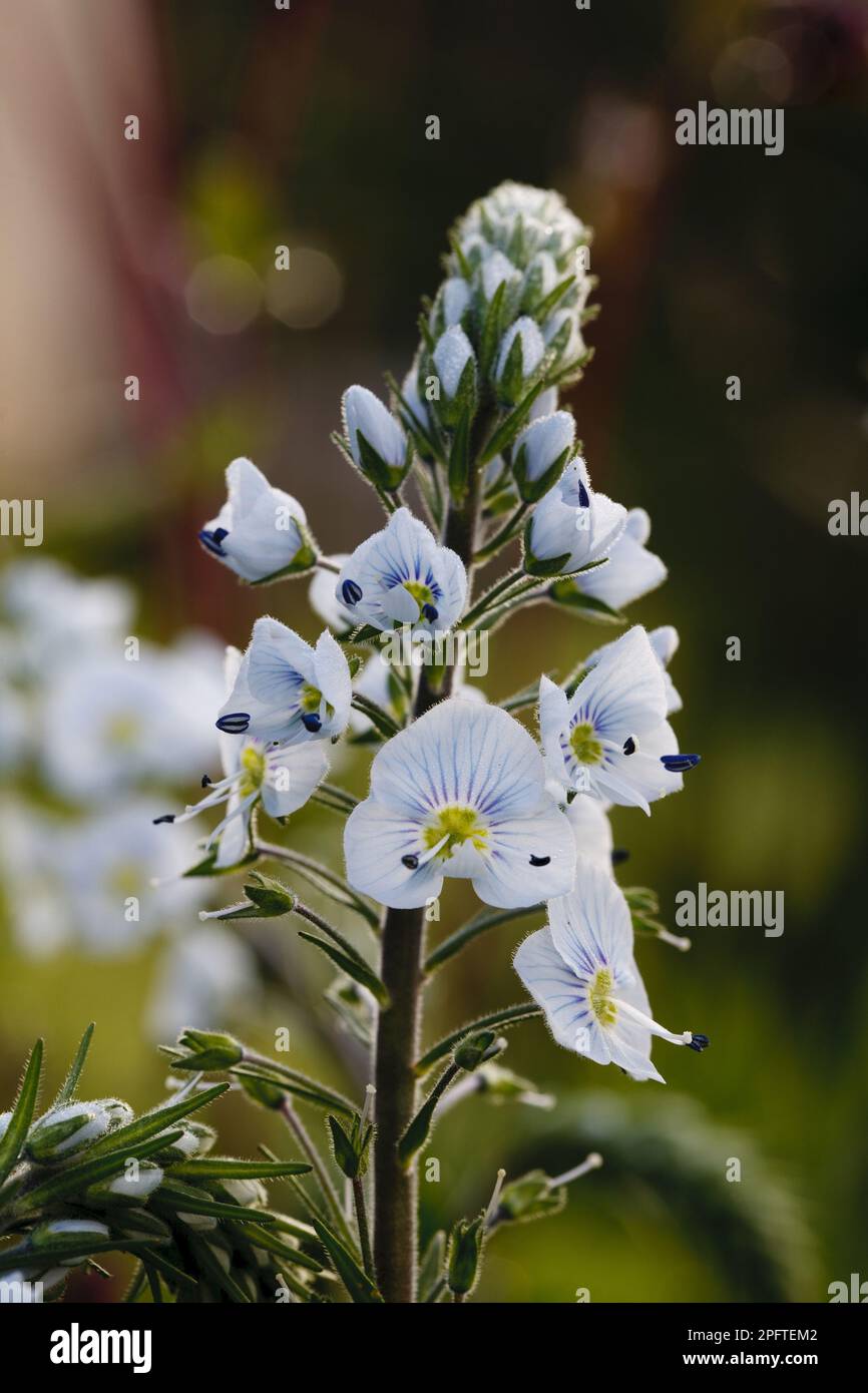 Thyme-leaved Speedwell (Veronica serpyllifolia) flowering, Powys, Wale ...