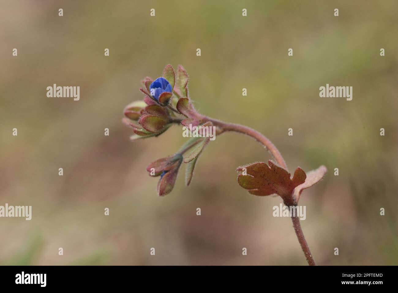 Three-part speedwell, Fingered speedwell (Veronica triphyllos), finger ...