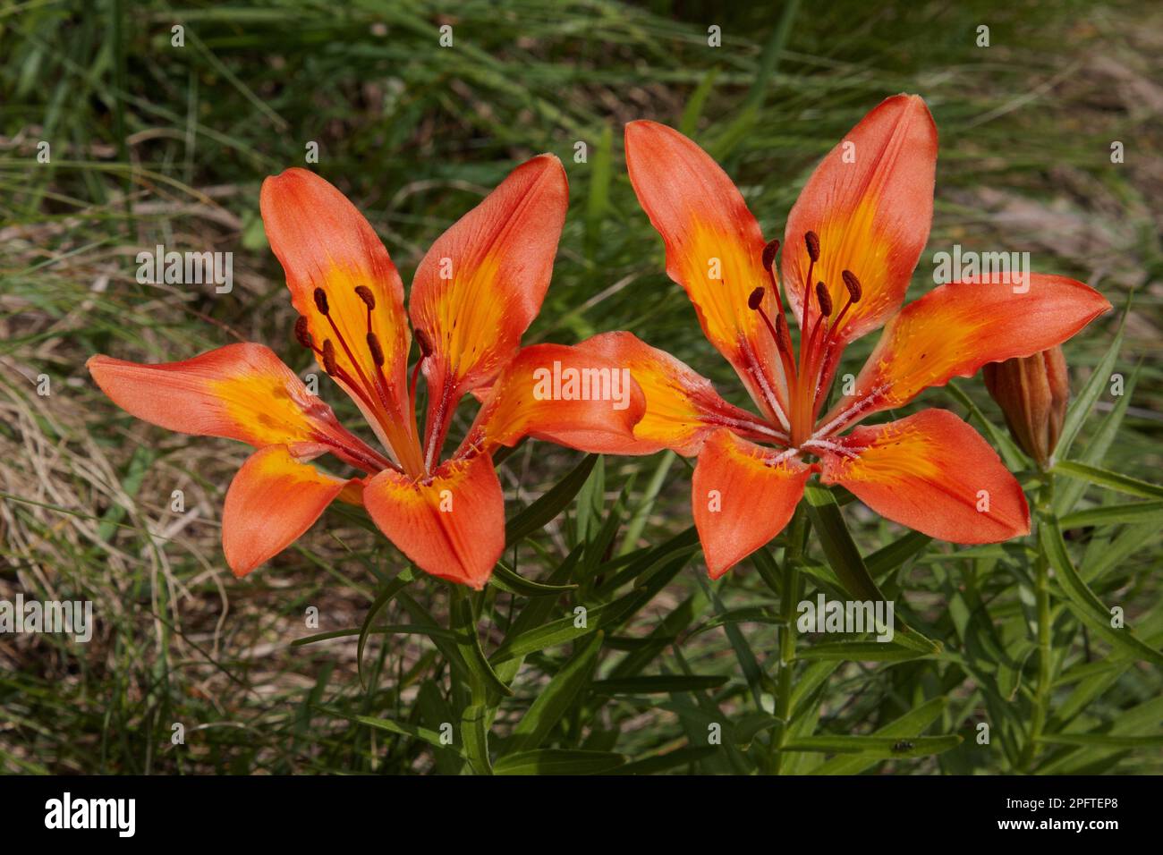 Orange fire lily (Lilium bulbiferum) Close-up of two flowers growing in ...