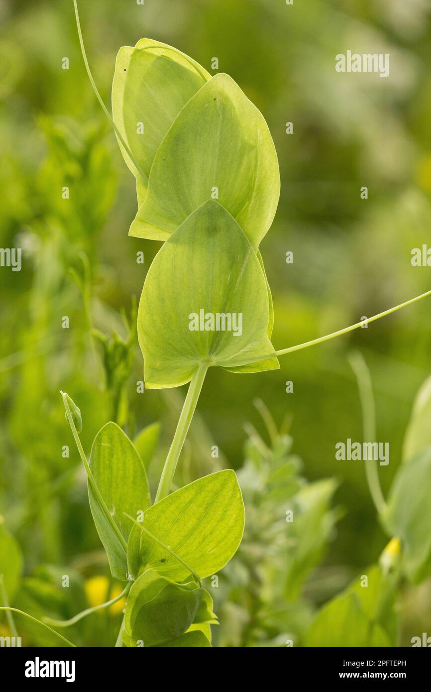 Stipules hi-res stock photography and images - Alamy