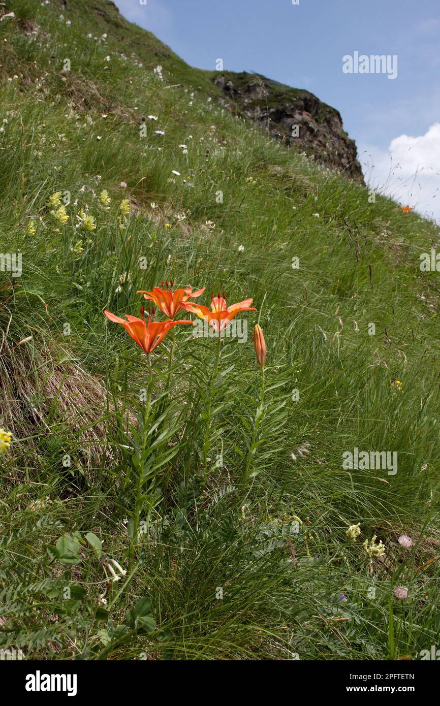 Orange fire lily (Lilium bulbiferum) in flower, growing in alpine ...